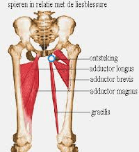 Scheur In De Heupadductoren Oefeningen En Behandeling | Fysiotherapie4all