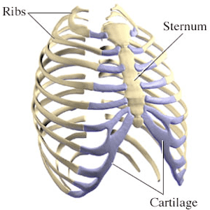 Stressfractuur Rib Oefeningen En Behandeling| Fysiotherapie4all