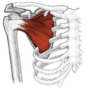Musculus Subscapularis Oefeningen En Behandeling | Fysiotherapie4all