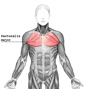 Pectoralis Major - Oefeningen En Behandeling | Fysiotherapie4all