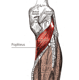 Popliteus Oefeningen En Behandeling | Fysiotherapie4all