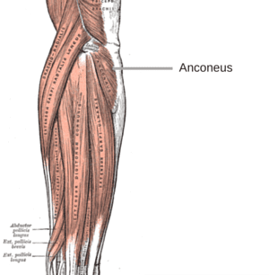 Anconeus Oefeningen En Behandeling | Fysiotherapie4all