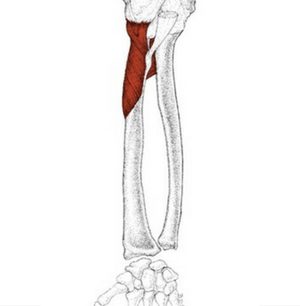 Supinator Oefeningen En Behandeling | Fysiotherapie4all