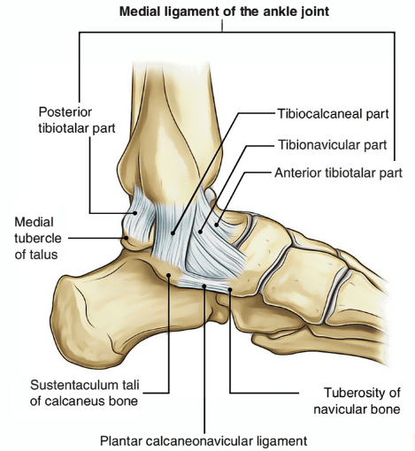 Enkelgewricht | Fysiotherapie4all