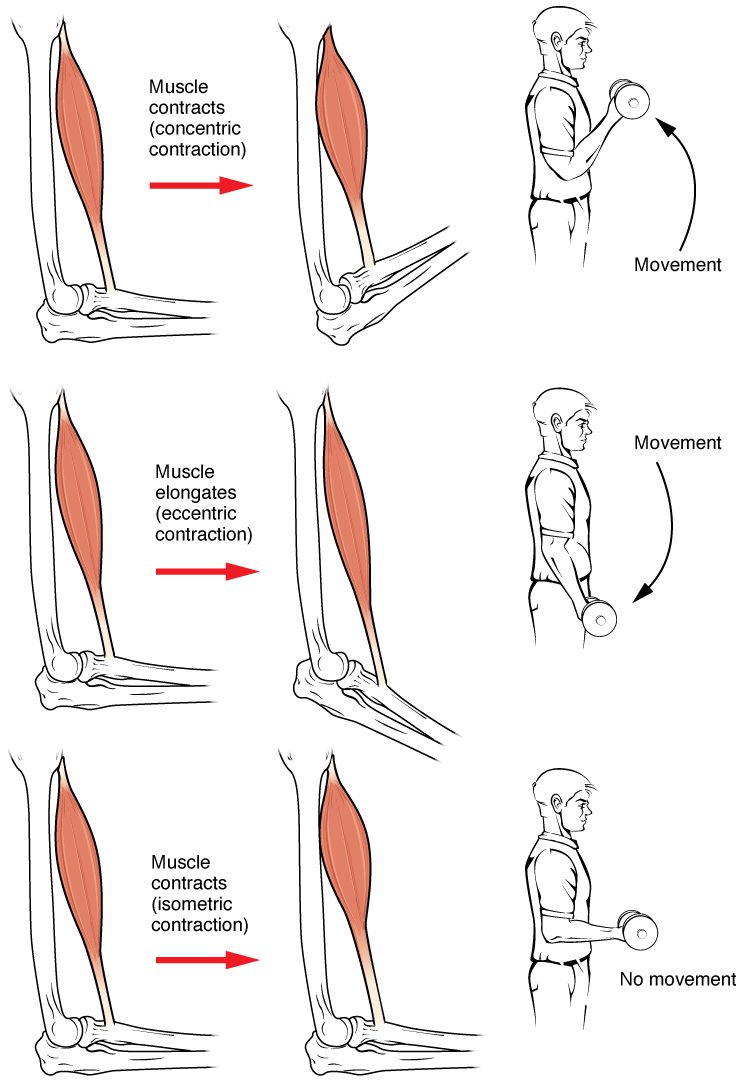Ontdek Hoe Jouw Spieren Werken! | Fysiotherapie4all
