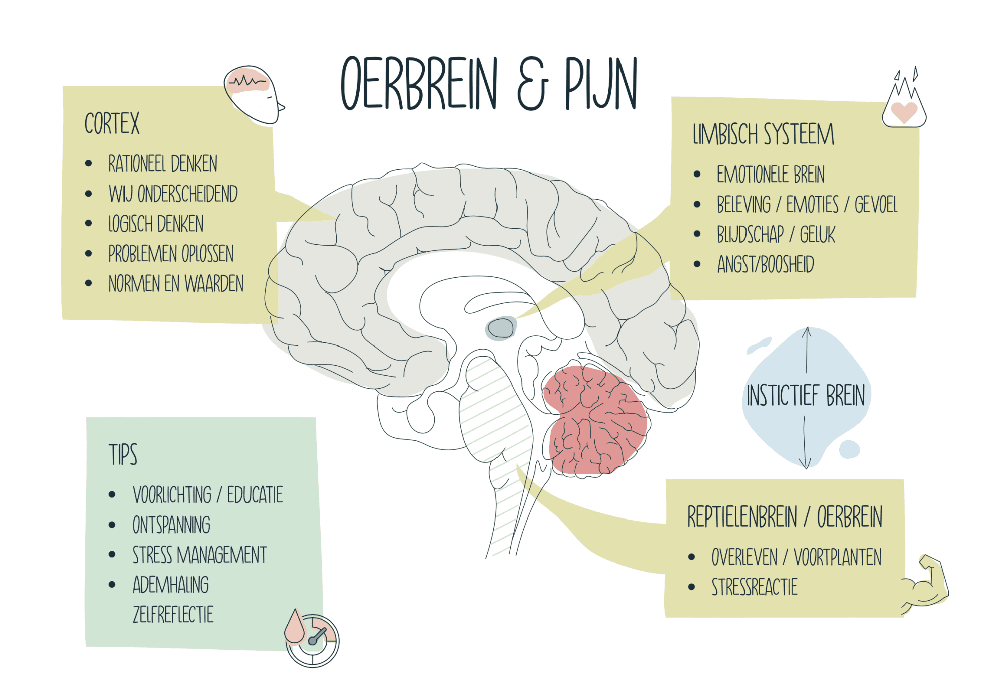 Placebo En Nocebo Bij (chronische) Pijn | Fysiotherapie4all